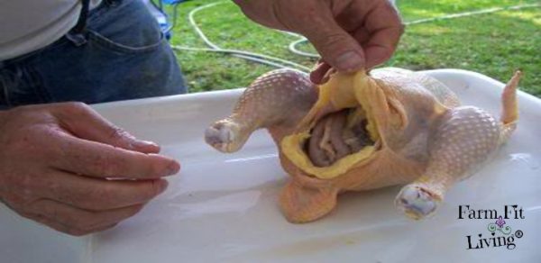 Humanely Harvest Meat Birds In Just 4 Easy Steps | Farm Fit Living