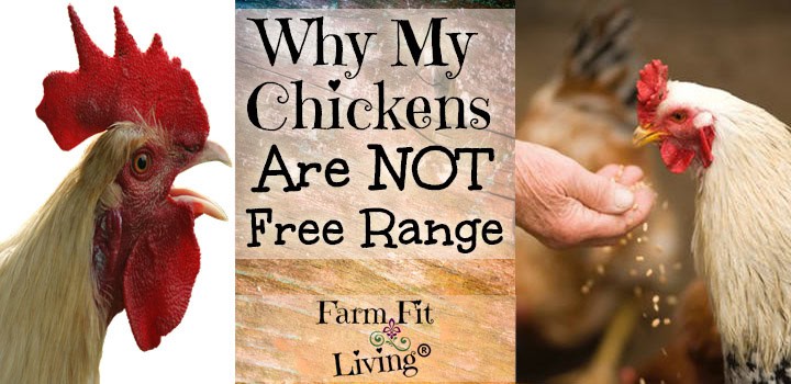 Why My Chickens Are Not Free Range - Farm Fit Living