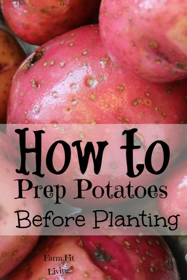 Potato Prep: How to Prepare Your Spuds for Planting