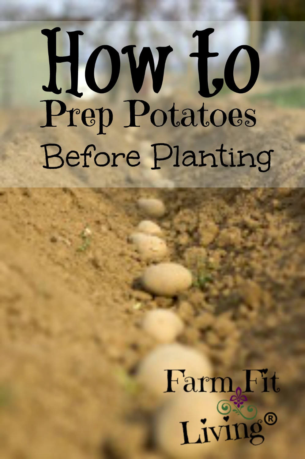 Potato Prep: How to Prepare Your Spuds for Planting