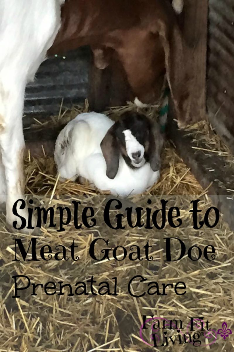 A Simple Guide to Doe Prenatal Care - Farm Fit Living
