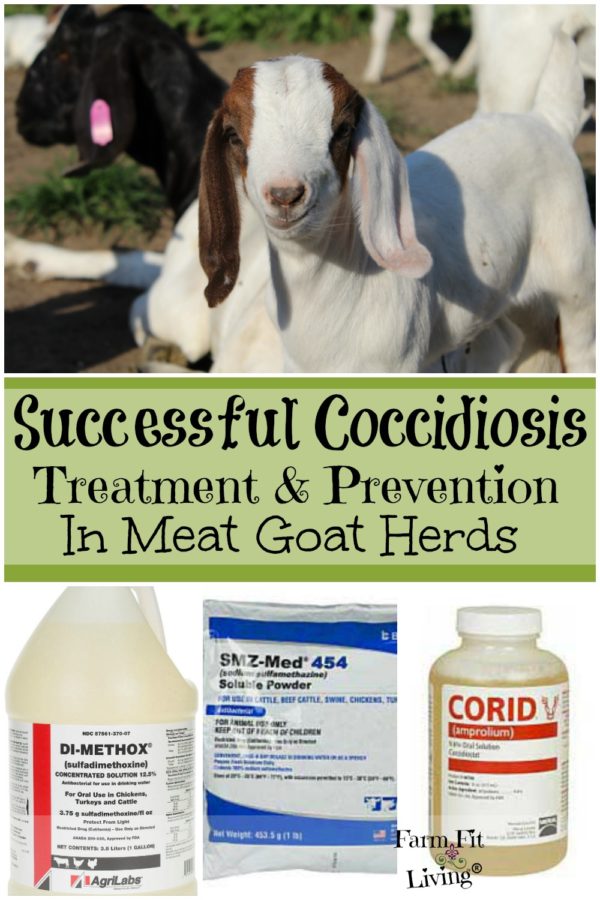 Successful Coccidiosis Treatment and Prevention in Meat Goat Herds
