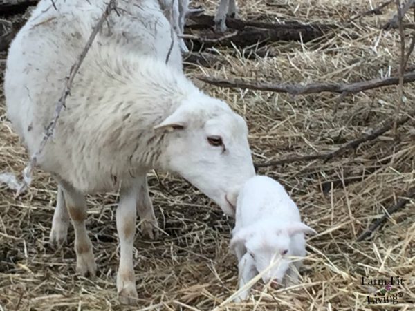 How to Prepare for Lambing During Winter | Farm Fit Living