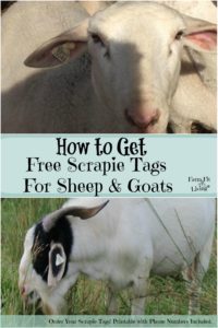How to Get Free Scrapie Tags for Sheep and Goats | Farm Fit Living