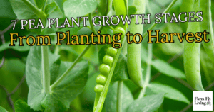 7 Pea Plant Growth Stages from Planting to Harvesting - Farm Fit Living