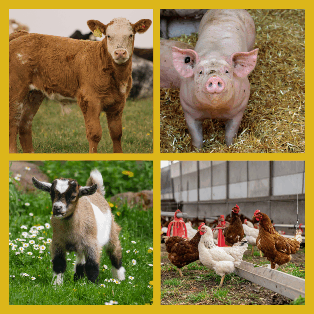 Your Guide to Rural Life, Health & Happiness - Farm Fit Living
